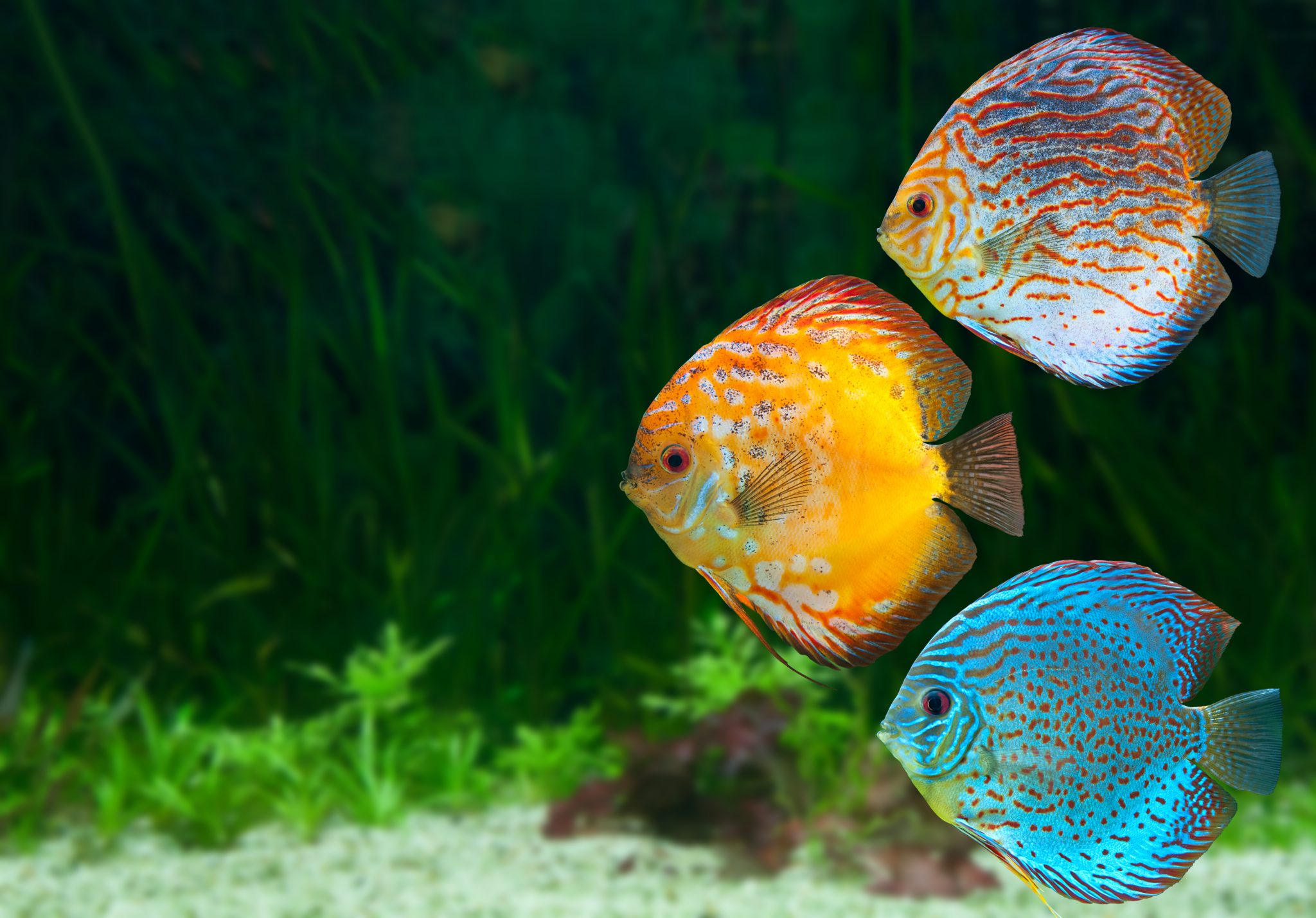 Discus Fish Waterworld Aquatics Discus Fish Waterworld Aquatics