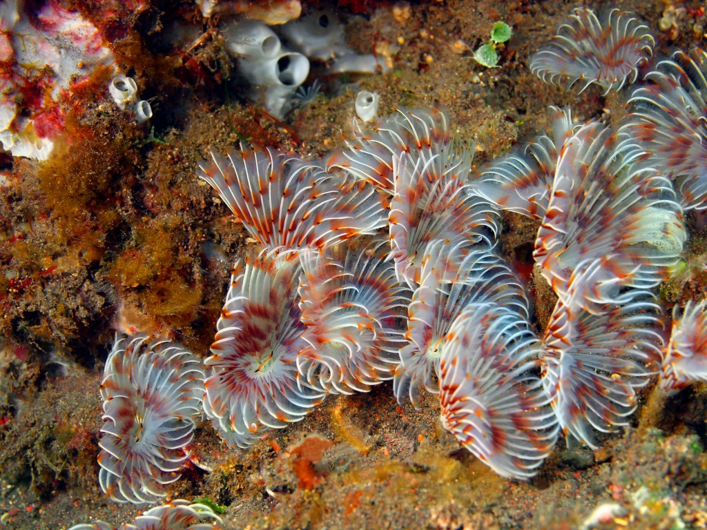 Tube Worm - Waterworld Aquatics