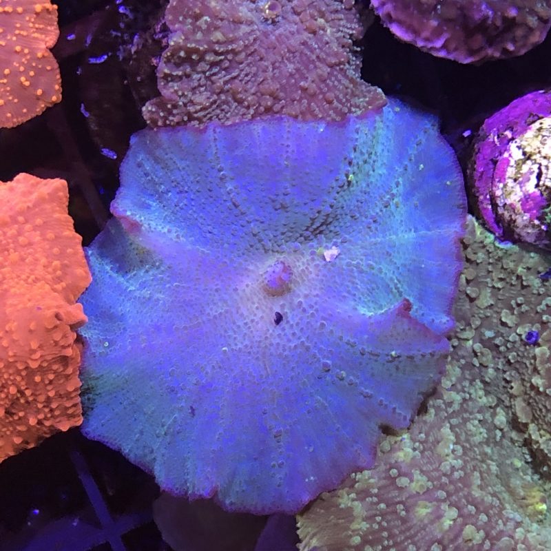 Frags Archives - Waterworld Aquatics