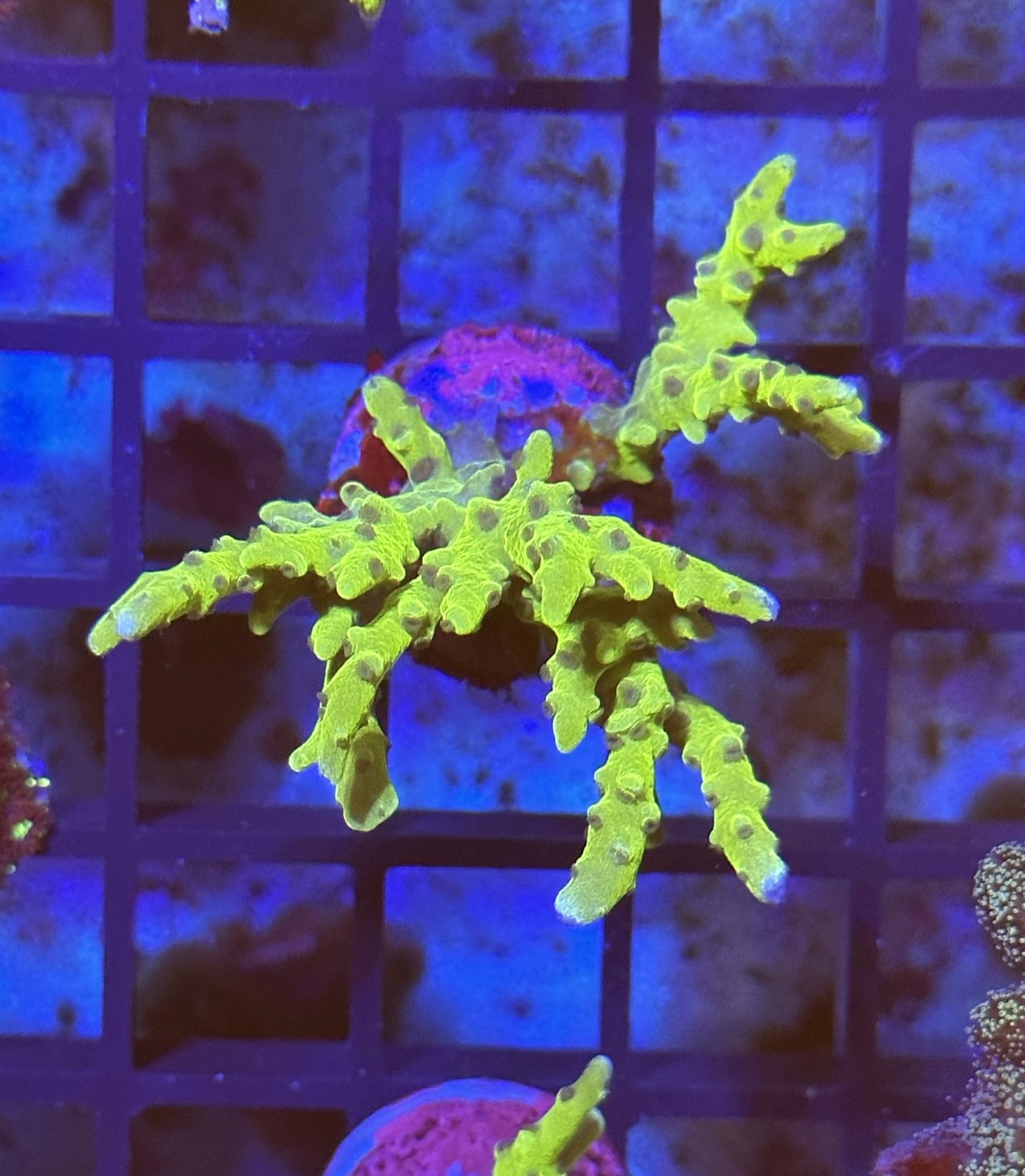 WYSIWYG SPS Frag 1 - Waterworld Aquatics