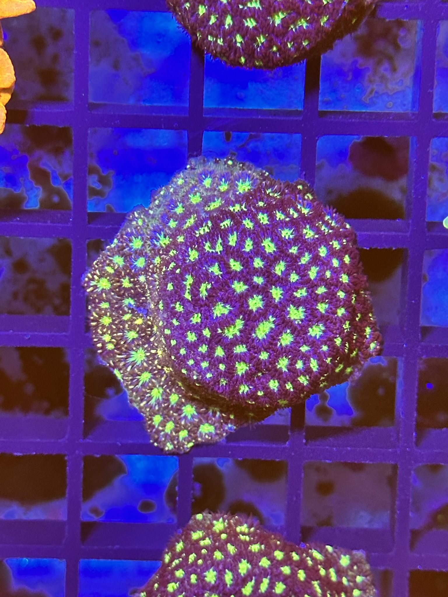 Purple & Green Leptastrea - Waterworld Aquatics