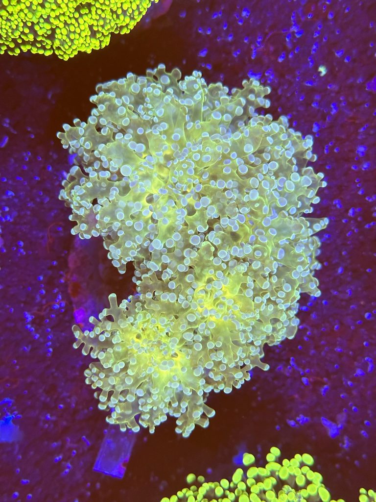 Fluro Frogspawn Colony WA-01 - Waterworld Aquatics