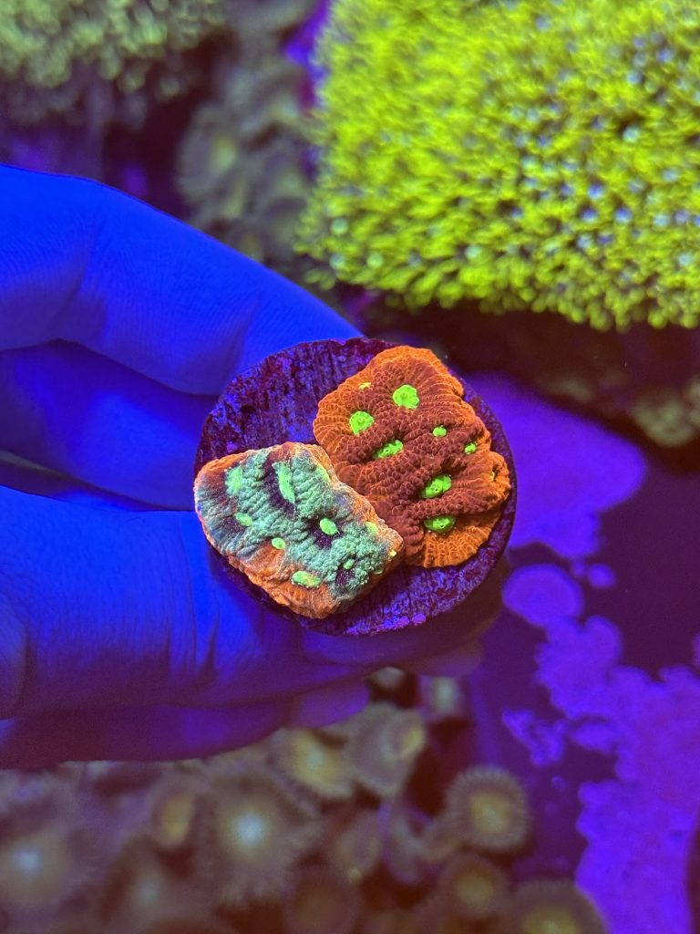 WYSIWYG Cherry Neon War Coral Combo - Waterworld Aquatics